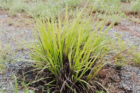 All Lemongrass Images Shuncy Love The Green