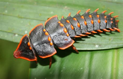 Awesome Bug Ive Just Come Back From An Amazing Holiday In… Flickr