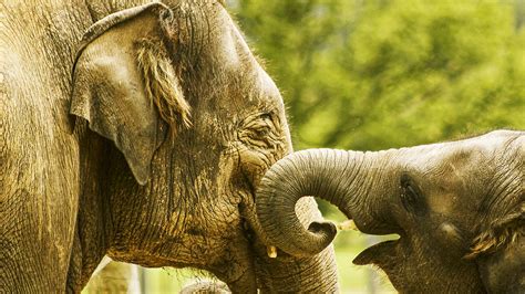 The Elephant Hospital Season 2 All3media International Screenings