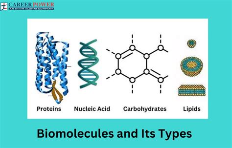 Biomolecules And Its Types Protein Carbohydrates Nucleic Acid Lipids