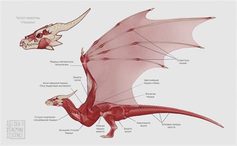 Pin By Jack Boyo On Art Tutorials Dragon Anatomy Dragon Sketch