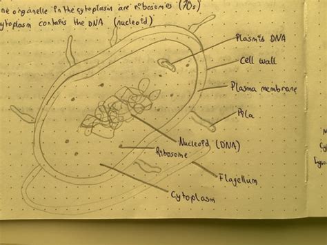 Biology 1 2 Flashcards Quizlet