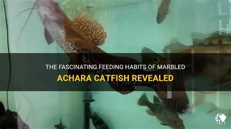 The Fascinating Feeding Habits Of Marbled Achara Catfish Revealed Petshun