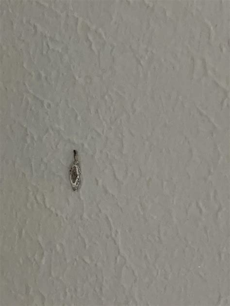 Weird Bug Insect In Bathroom Help Rbugidentification