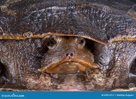 Aubry S Flapshell Turtle Cycloderma Aubryi Stock Image Image Of