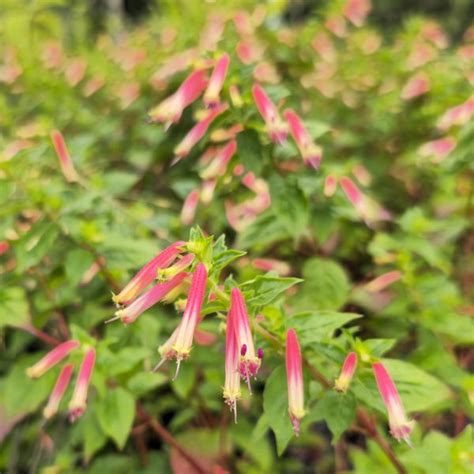 Hummingbirds Lunch Cigar Plant Cuphea Groundcovers Almost Eden