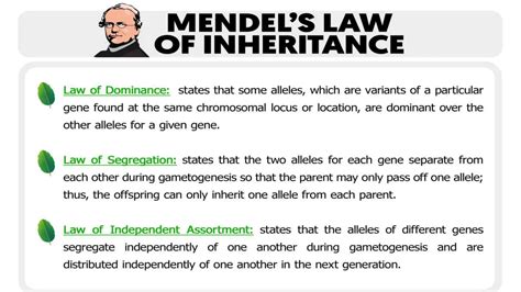 Mendels Law Of Inheritance Powerpoint Presentation Pptx