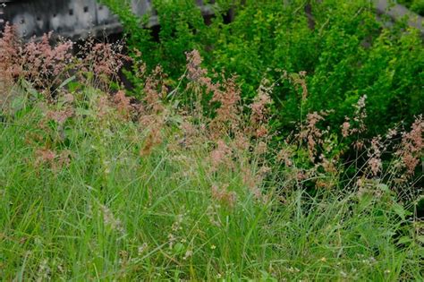 Premium Photo Melinis Repens Is A Species Of Grass Known By The