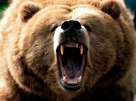 Grizzly Bear Jellemzők élőhely Táplálkozás és Egyebek