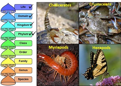 The Arthropod Phylum Further Divides Into The Four Subphyla Of Chelicerates Crustaceans