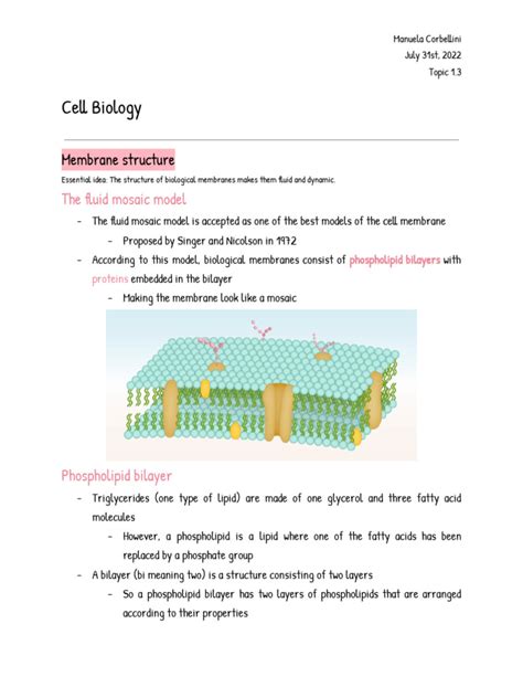 Ib Biology Hl Topic 1 3 Pdf Cell Membrane Phospholipid