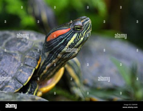 Red Eared Turtle Red Eared Slider Pseudemys Scripta Elegans Trachemys Scripta Elegans