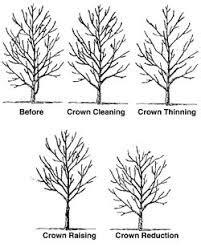 Tree Pruning Tree Awareness