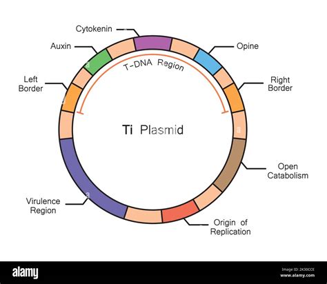 Colorful Deseigning Of Ti Plasmid Structure Vector Illustration Stock Vector Image And Art Alamy