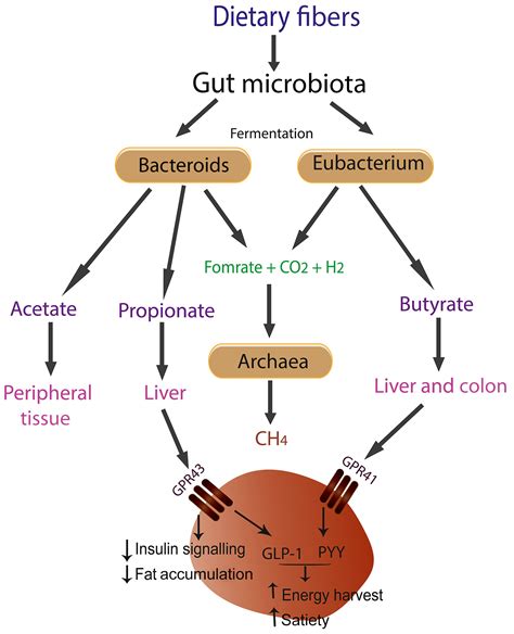 The Role Of Gut Microbiome Derived Short Chain Fatty Acid Butyrate In