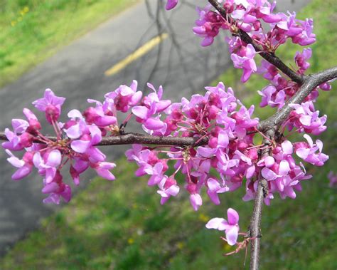 Cercis Canadensis Eastern Redbud