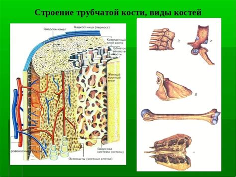 Схема строения кости