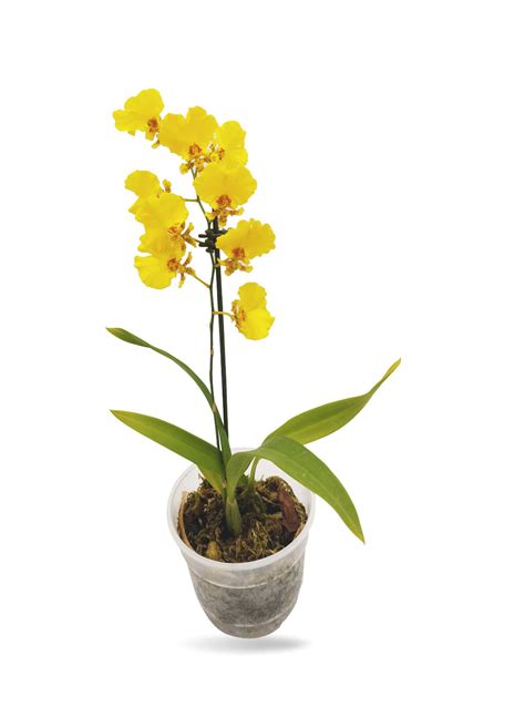 Oncidium Natural