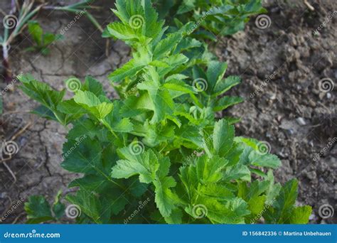 Parsnip Leaves In The Garden Stock Photo Image Of Plant Growth