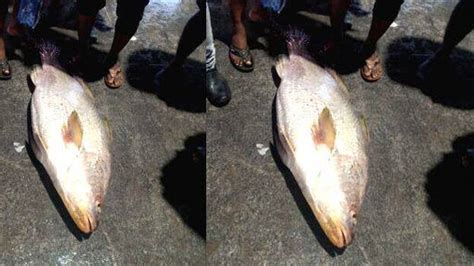 നീണ്ടകരയിലെ മത്സ്യത്തൊഴിലാളികളുടെ വലയിൽ കുടുങ്ങിയത് വൻ വിലയുള്ള അത്യപൂർവമീൻ മനുഷ്യനിൽ ഹൃദയ