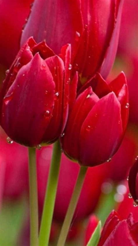 Pin Di Anna Su Piny Twojego Autorstwa Foto Di Fiori Fiori Immagini