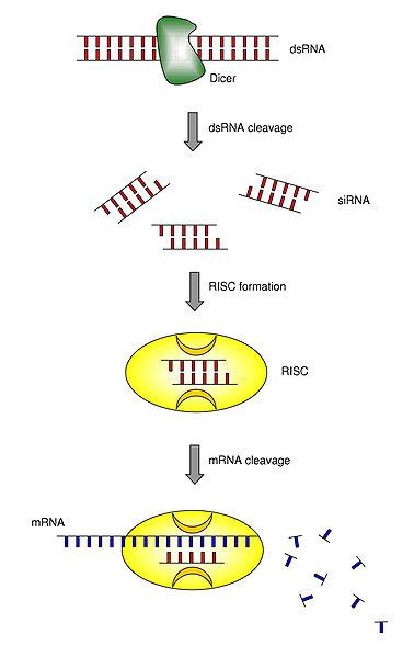 What Is The Difference Between Gene Knockout And Knockdown Pediaa