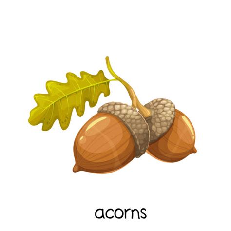 45100 Acorn Stock Illustrations Royalty Free Vector Graphics And Clip