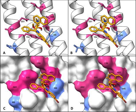 Structural Modelling Of The Bdq Interaction With Wild Type And Mutated Download Scientific