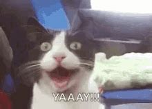 Happy Yay S Tenor
