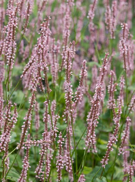 Persicaria How To Grow And Best Varieties The English Garden