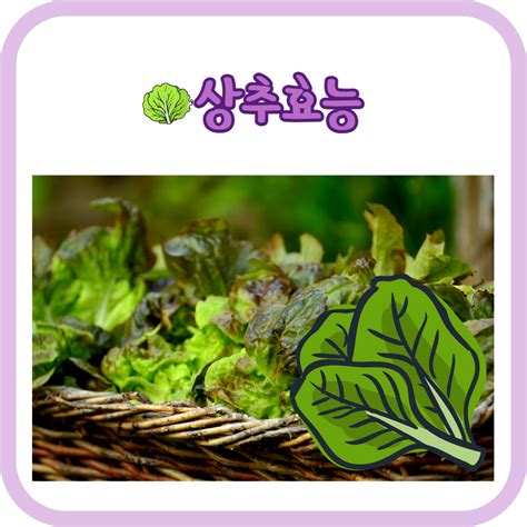 상추 효능 16가지와 쌈채소 종류 Pinknamu