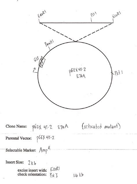 Addgene Pgex 4t2 Shp2 E76a