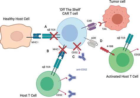 Car T Cell Therapy Side Effects