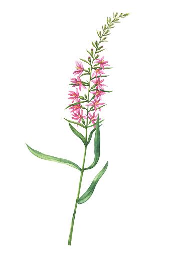 분홍색 차마에리온 앵거스티폴리움 꽃 와 지점 흰색 배경에 격리 된 수채화 손으로 그린 그림 그림 그림 분홍바늘꽃에 대한 스톡 벡터 아트 및 기타 이미지 Istock