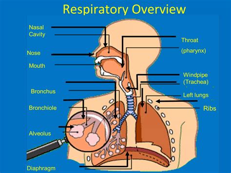 Upper Respiratory System Anatomy Ppt