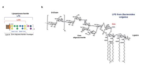 Microbial Glycoconjugate Structures Glycopedia