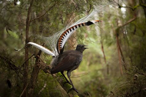 Lyrebirds Famed For Their Mimicry Are Also Forest Farmers Bes