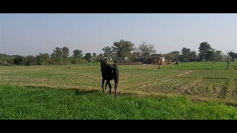 Hourse Race Hourse Hourseridir Hourselover Running Ready Viralvideo Trending Youtube