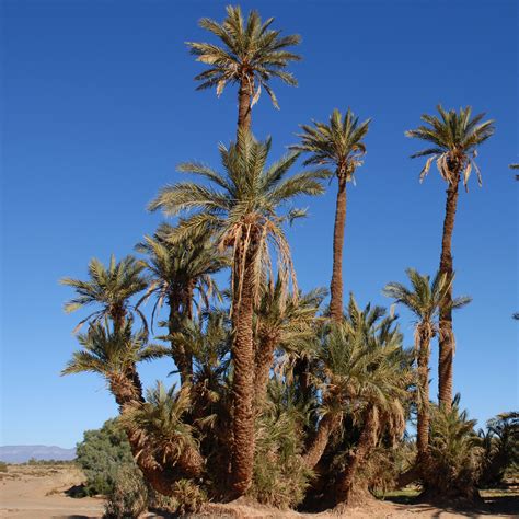 Trees In Morocco Giallo Photography Portrait E Landscape