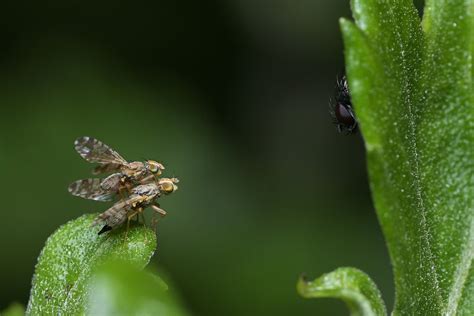 Der Spanner Foto And Bild Tiere Wildlife Insekten Bilder Auf Fotocommunity