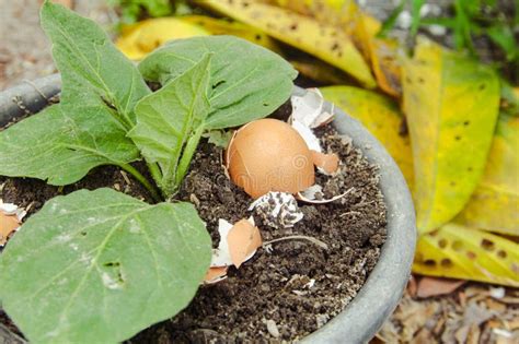Egg Shells And Plants The Benefits Of Calcium From Egg Shells Are Good For Plant Fertility