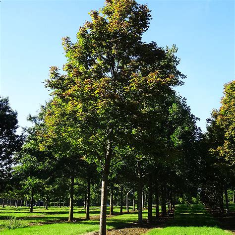 Emerald Queen Norway Maple For Sale Online The Tree Center