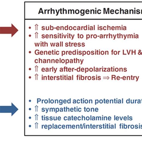 Overview Of Physiological And Pathological Hypertrophy The Heart Download Scientific Diagram