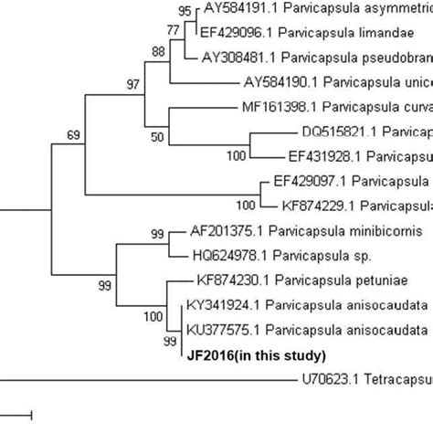 Phylogenetic Tree Constructed With Maximum Likelihood Method Branch Download Scientific