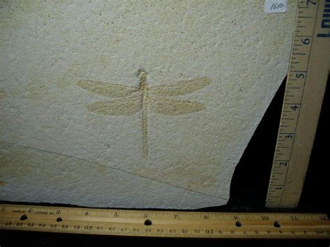 Large Fossilized “dragonfly ” In Matrix 121522g The Stones And Bones
