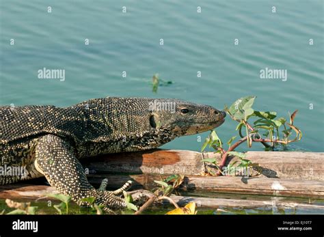 Water Monitor Lizard Thailand Lizard Animal Reptile Portrait