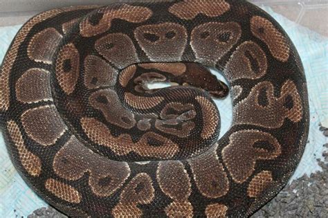 Reptiloonys Wild Type Female Royalball Python Ball Python Royal