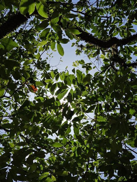 Tropical Tree Canopy With Sunlight Peeking Through Leaves Stock Image Image Of Oudoor Tree