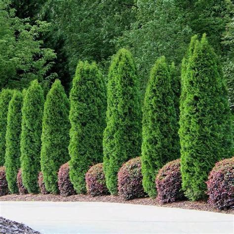 Home Garden High Germination Rate Eastern Red Cedar Seeds Junipers Tree