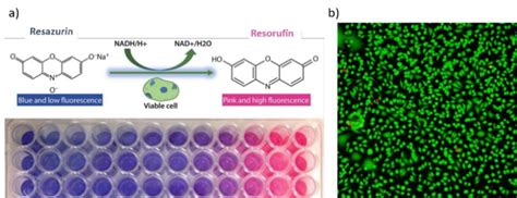 11 A Cell Viability Resazurin Based Colorimetric Assay 245 B Live